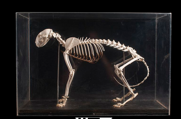 11 Surprising Facts About Cats You Never Knew - How Then